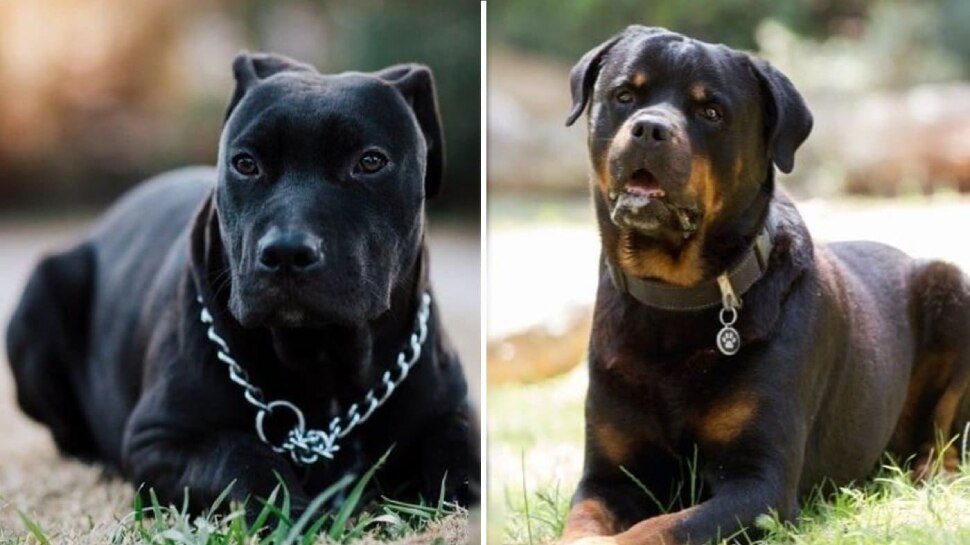 Kanpur bans rearing of Pitbull, Rottweiler dog breeds to be fined Rs ...