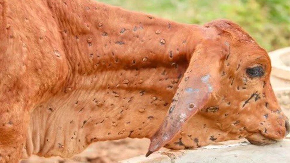 Lumpy Virus skin disease uncontrol in himachal many district more than ...