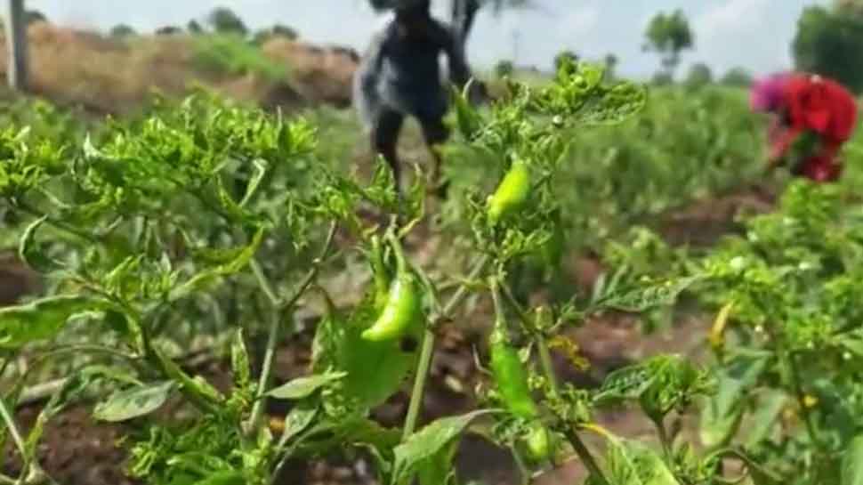Virus attack on chilli crop agricultural scientist told how to save ...