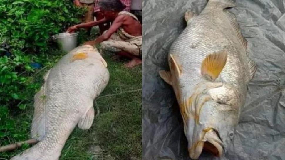 Zee Odisha Fact check on West Bengal Woman Catches a Fish and became ...