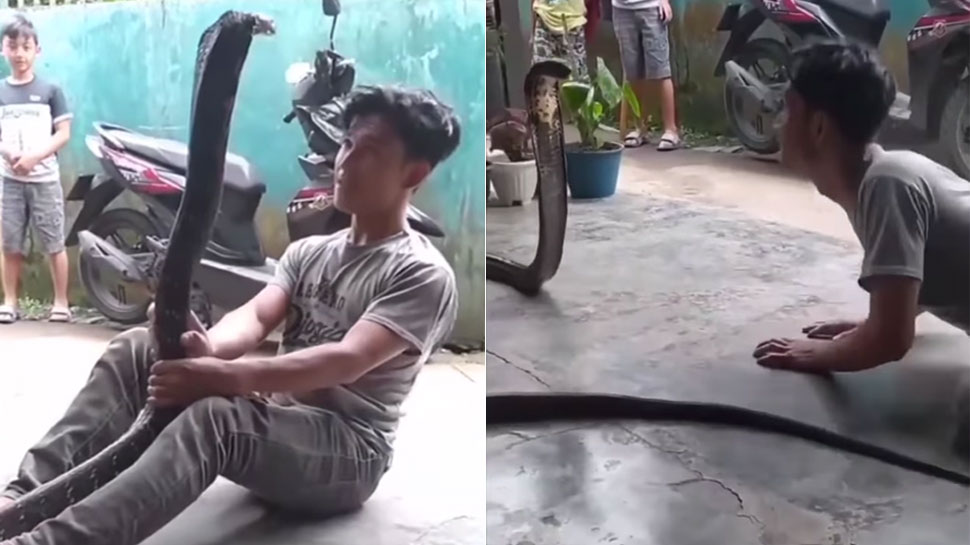 boy dancing with king cobra snake risks his life watch what happened next in viral video | King ...