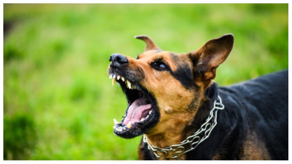 World Rabies Day Why Celebrated On 28 September Rebies Disease | World ...