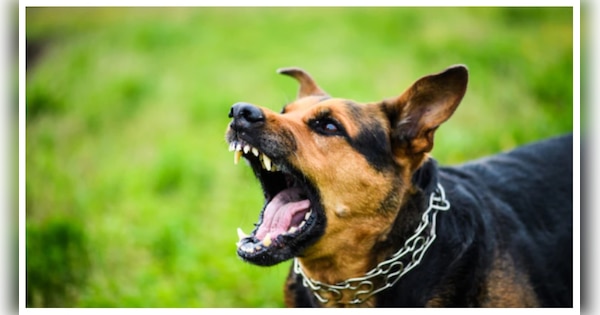 World Rabies Day Why Celebrated On 28 September Rebies Disease | World ...