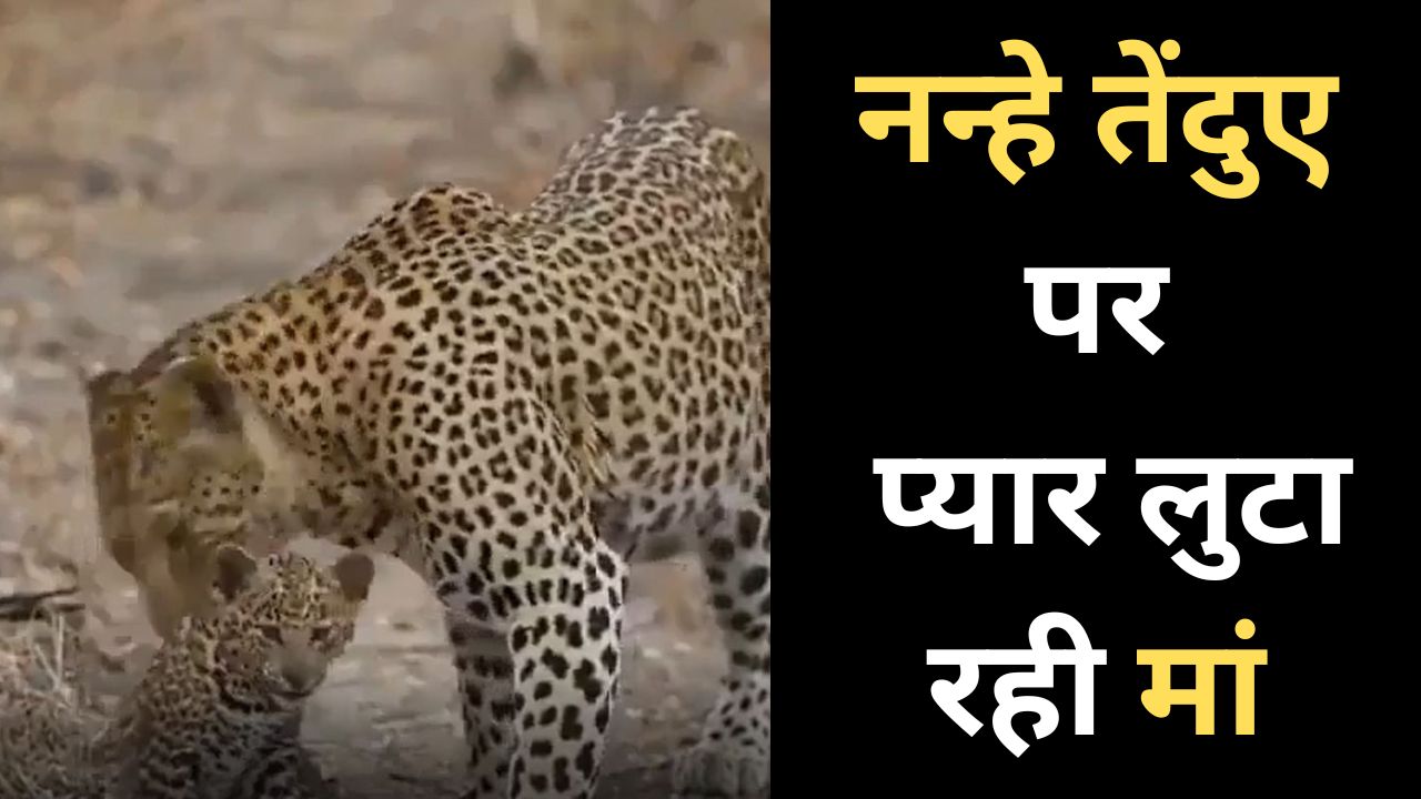 The female leopard is making love to the little cub in jungle safari ...