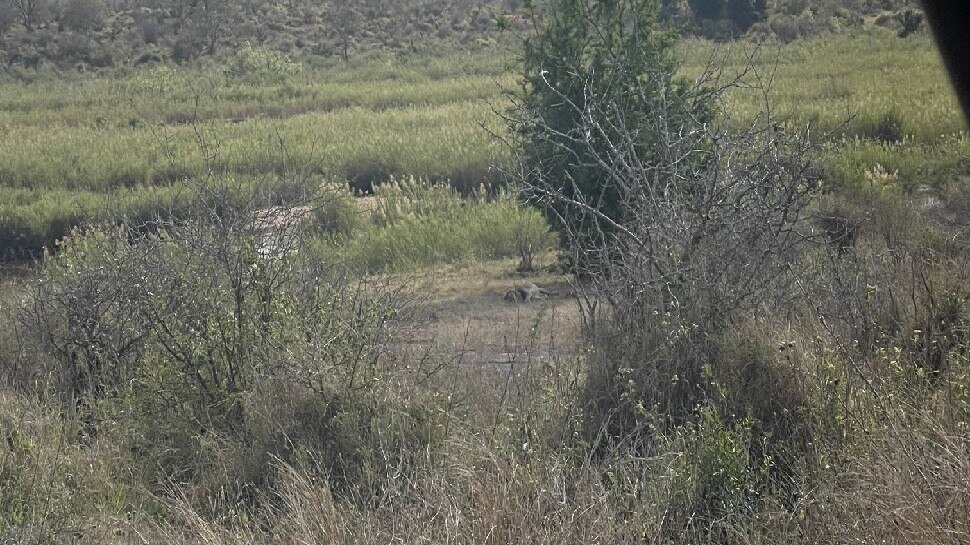 khojo to jaane find hidden Lion in Jungle viral illusion brainstorming ...