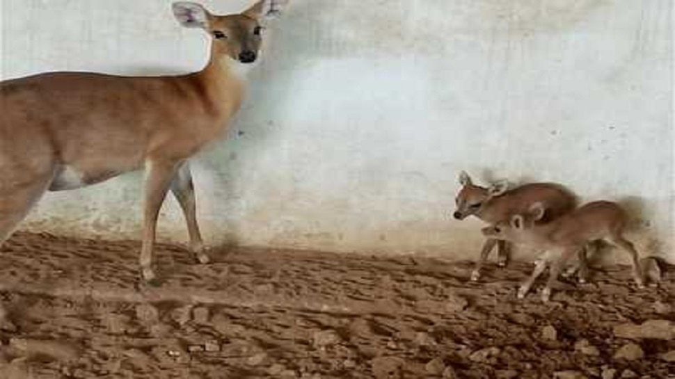 Rajasthan breeding of Chausingha for the first time in Nahargarh ...