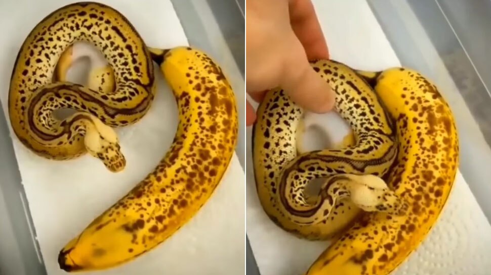 watch video of banana ball python snake looking like banana going viral ...