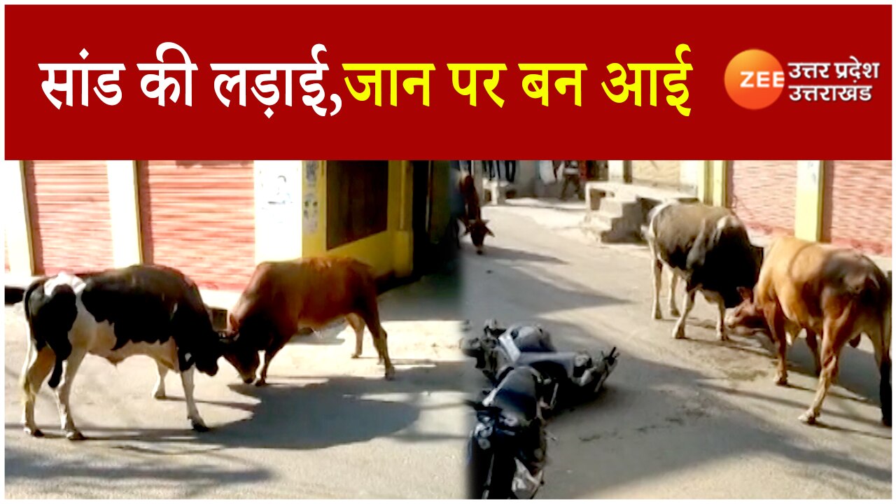 WATCH Extremely Dangerous Bull Fight On street of Baghpat Gone Viral On ...