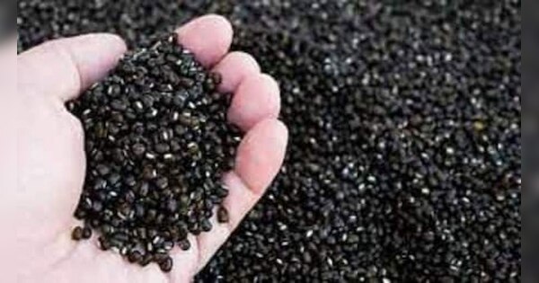 Astro Tips for Urad Dal zee news hindi astrological benefits remedy ...