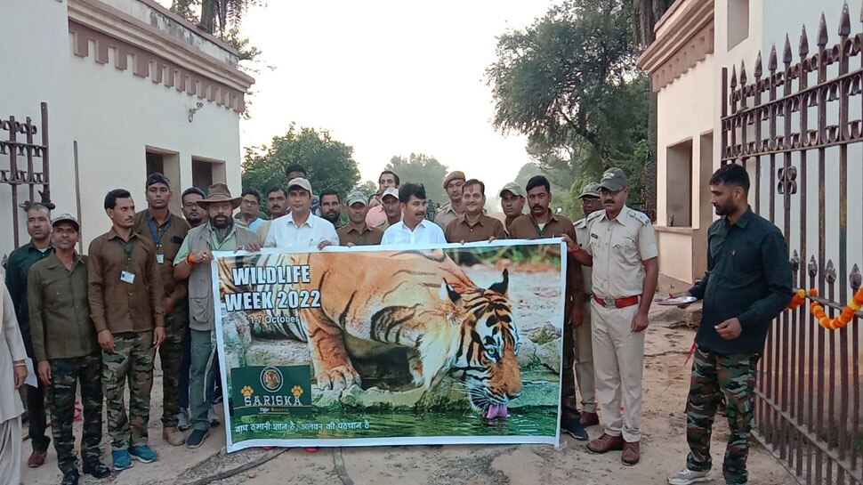Alwar Sariska opens after three months tourists able to enjoy safari ...