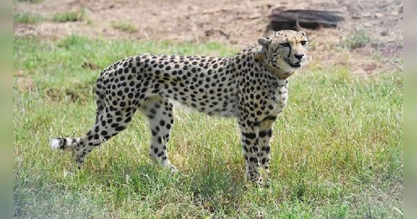 kuno national park Namibia Cheetah Asha Pregnant likely give birth to ...