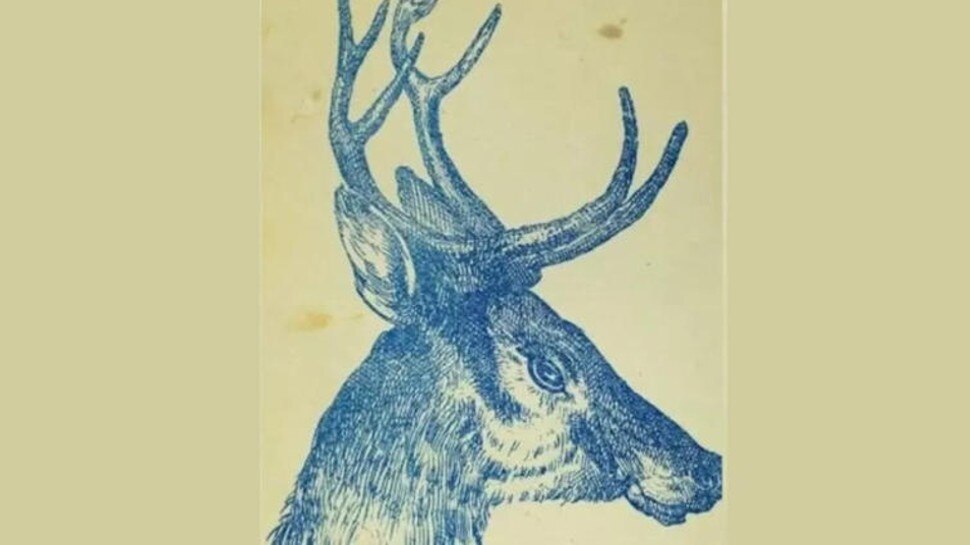 optical illusion there is a rabbit hidden in this picture of a deer ...