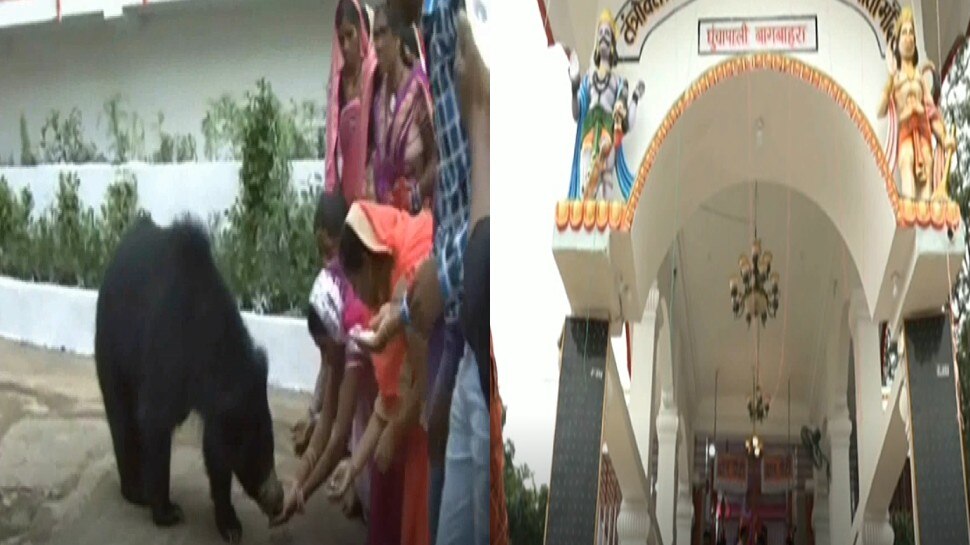 navratri festival bear family attends mata aarti in mahasamund chandi ...