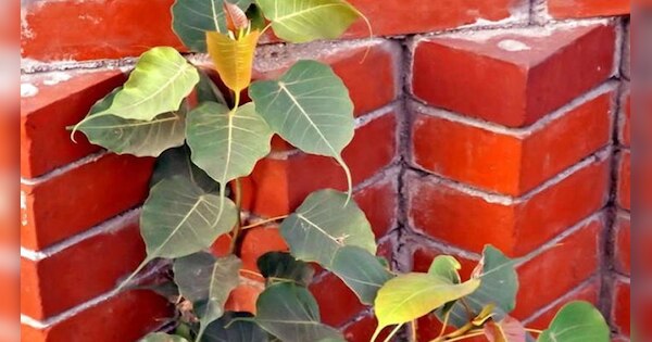 Peepal Tree What to do when Peepal tree grows in the house | Peepal ...