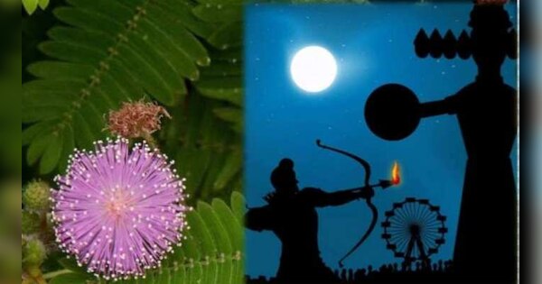 Dussehra 2022 Shami puja on dussehra will give victory over enemies ...