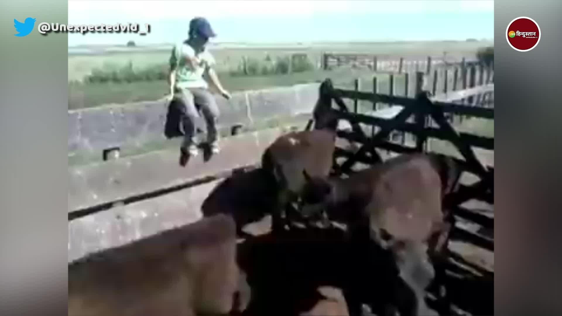 funny viral video of a man seen kicking cow without any reason get ...