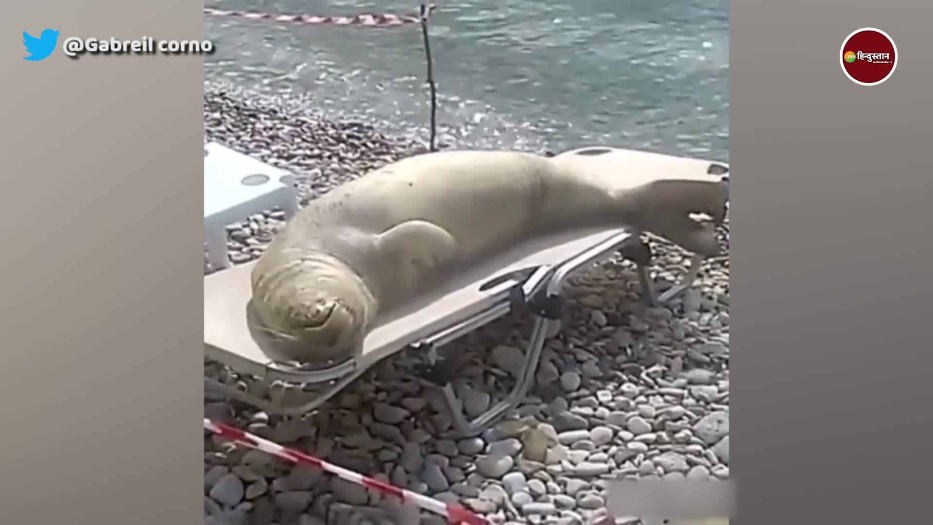 seal-relaxing-on-a-sunbed-near-sea-viral