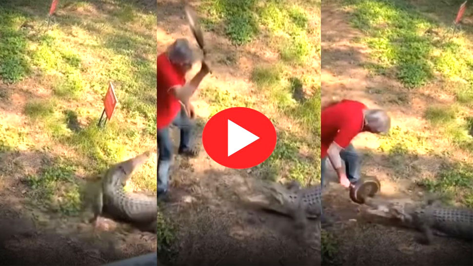 scared old man put fry pan on crocodile mouth see funny video viral on ...