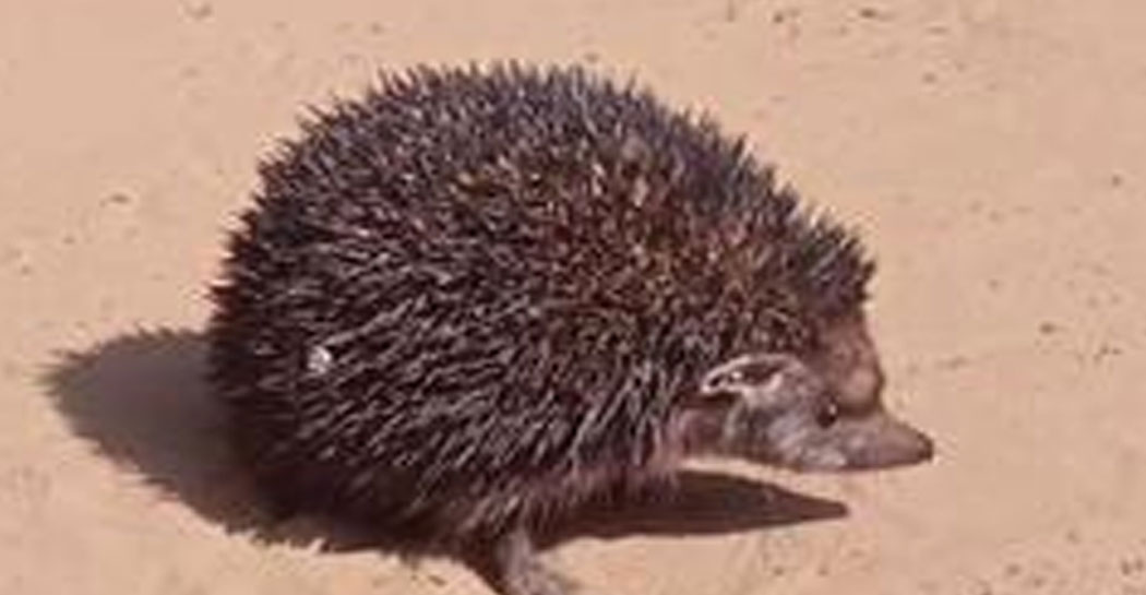 10 lakh bitten rat stolen the owner reached the police station said ...