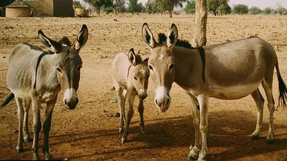 china wanted to import pakistani donkey for meat smzs