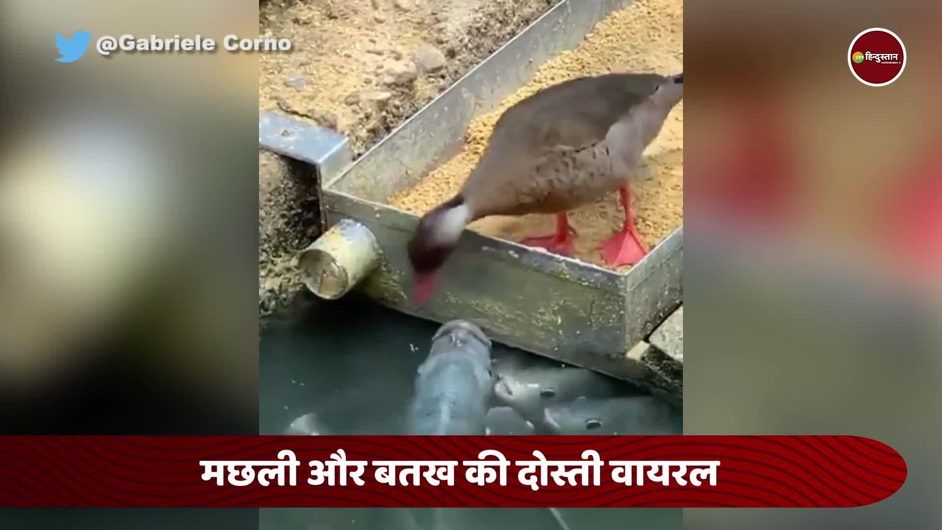 Duck sharing food with fishes video went viral | तालाब में दिखी बतख और ...