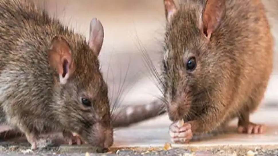 Vastu Tips: घर में चूहे-छछूंदर का होना शुभ या अशुभ? ऐसे मिलता है मां ...