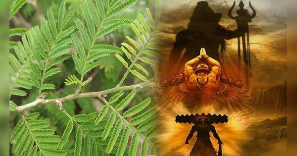 Dussehra Worship this tree after Ravana combustion on Dussehra there ...