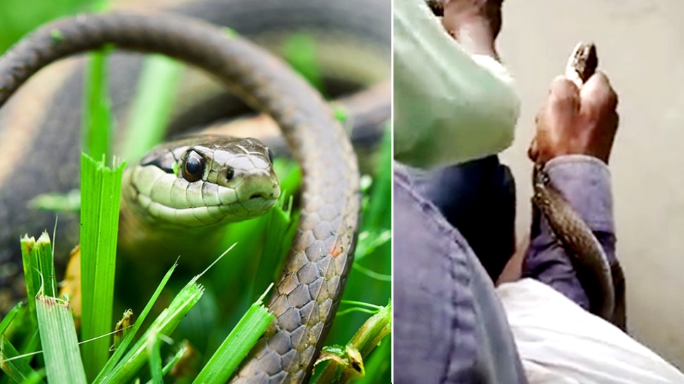 sanp snake wrapped hand during journey 10 km weird moment shocking news chhindwara ssmp |घास ...