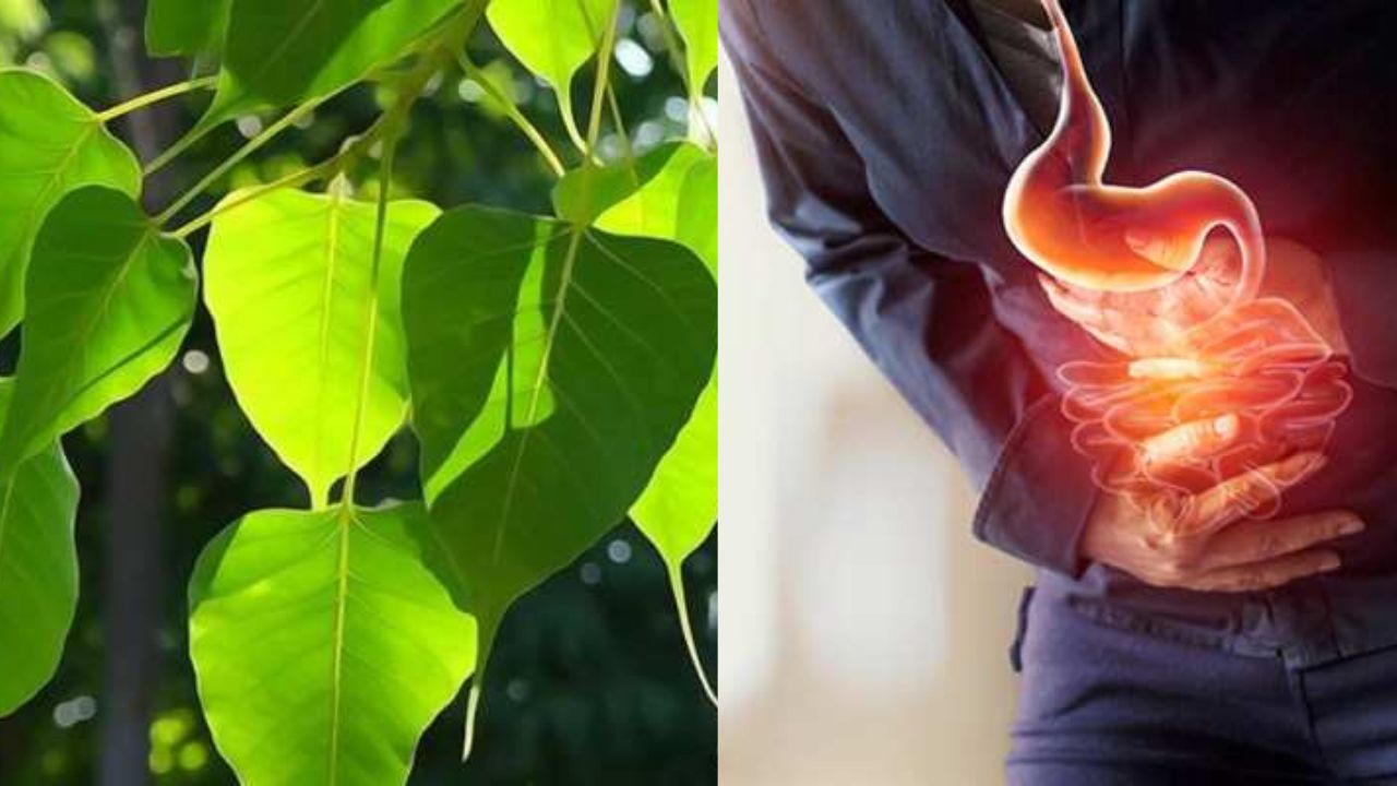 Everything from peepal leaves to bark is used as medicine benefits of ...