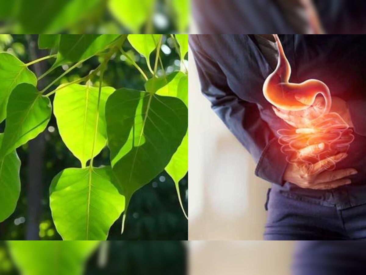 Everything from peepal leaves to bark is used as medicine benefits of ...