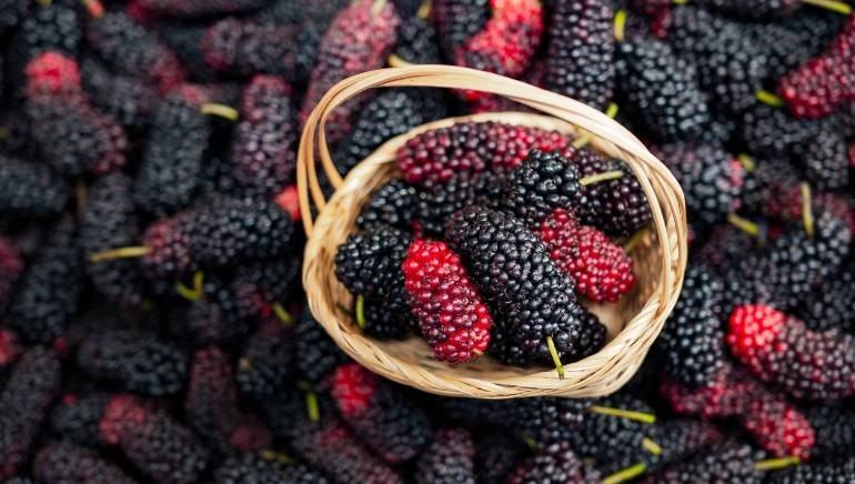Utility Shahtoot ke Fayde unpeeled seedless fruit bina chhilke aur beej ...