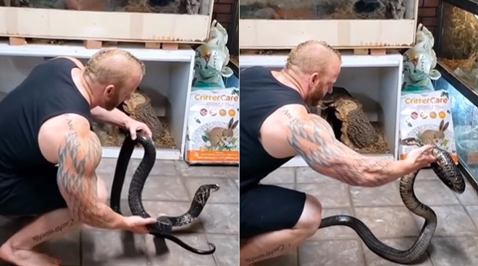 man holding forest cobra king cobra snake with hand users shocked watch ...