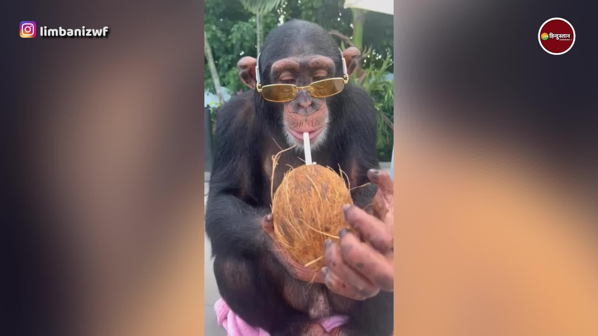 chimpanzee seen sitting with swag wearing straw wearing yellow colour sun glasses and drinking ...