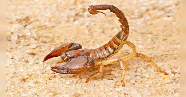 know what signs gave bichhoo appearing in house while cleaning Diwali ...