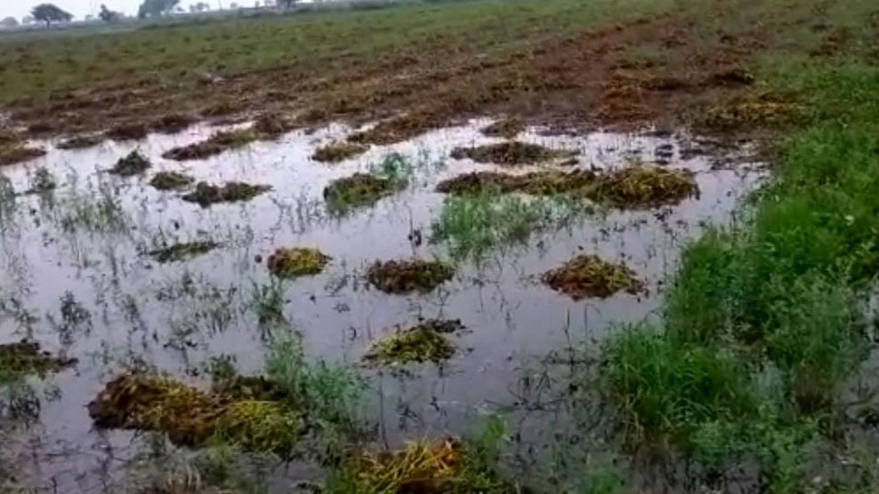 Farmers upset due to rain in Baran damage to soybean crop harvested in ...