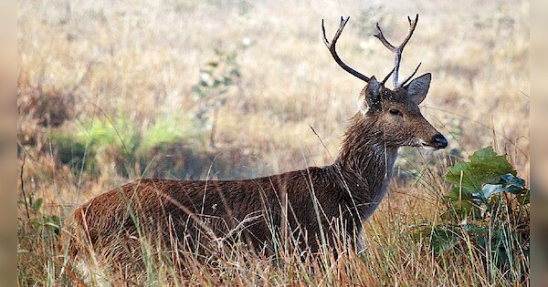 India extinct reindeer is available in thousands of number Kanha ...