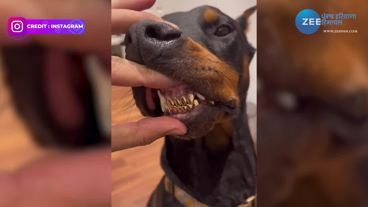 viral dog video with gold teeth on social media wins fans heart on ...