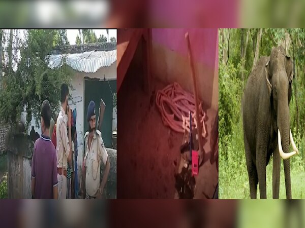 wild elephants Terror continues in Ghatshila villagers are monitoring ...