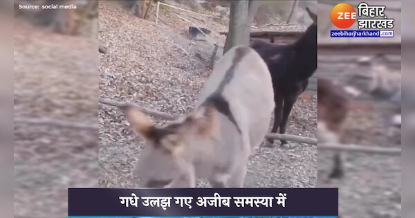 Video of donkey understanding surfaced for the first time | पहली बार ...