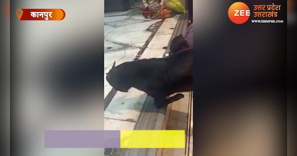 Video of goat worshiped in Shiva temple goes viral on social media ...