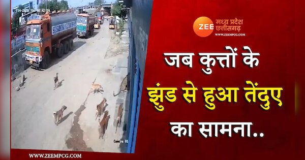 Leopard and Dogs fight wild animals video tendue aur kutton ka samna ...