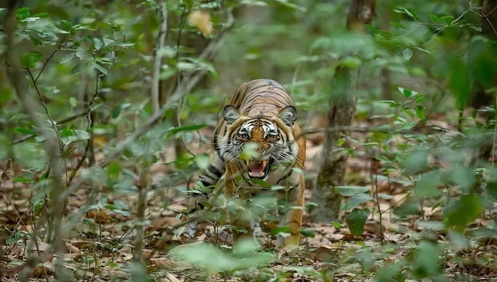 Maneater Tiger killed 2 More People In Bagaha Bihar STF Deployed To ...
