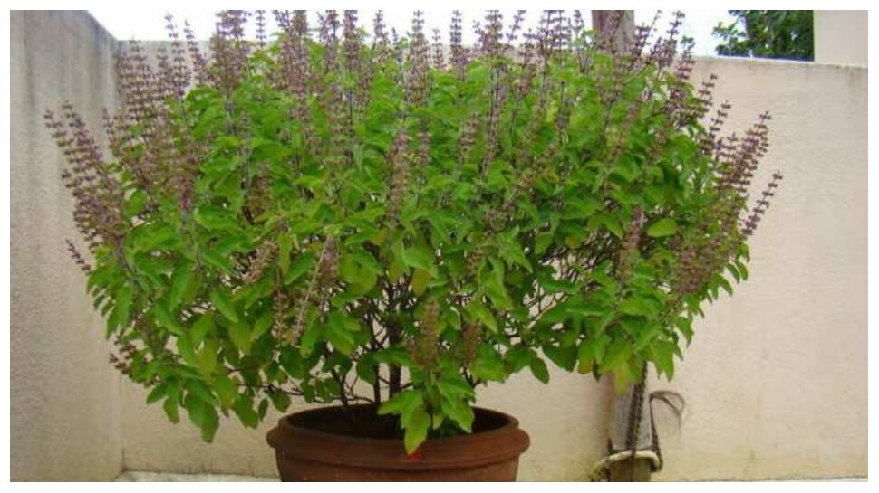 Do Not Keep These Things Near Tulsi Plant Vastu Tips For Attract Money ...