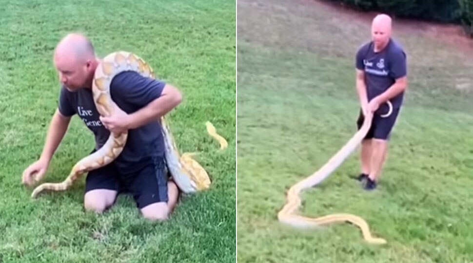 python snake man playing game with dangerous snake small mistake and ...