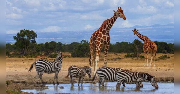 After cheetah zebra giraffe come to Bhopal Van Vihar from Africa before ...
