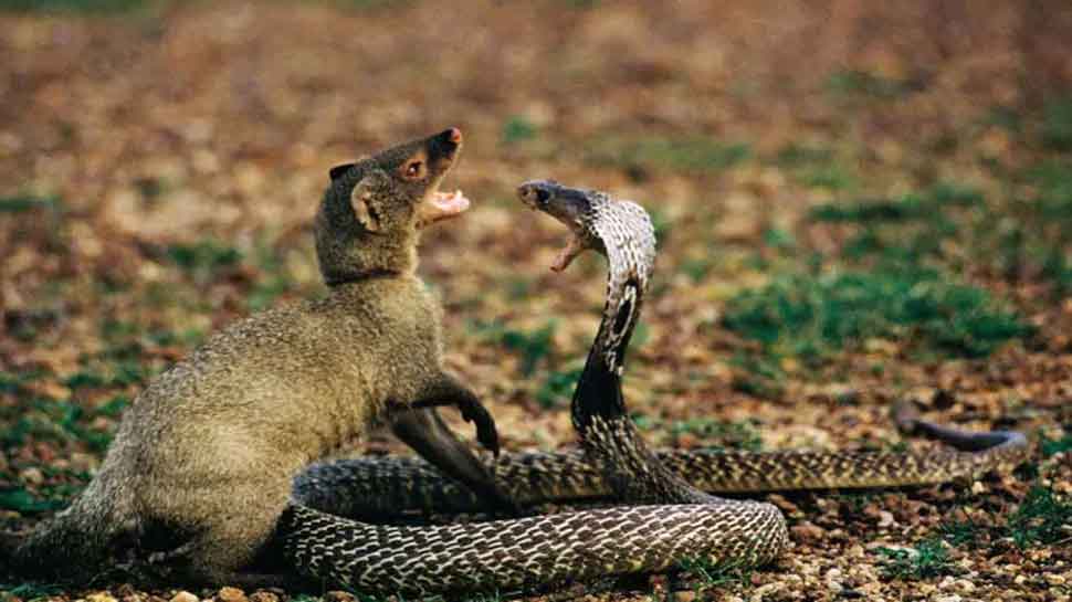 Snake mongoose was seen fighting on the middle of the road, attacked ...