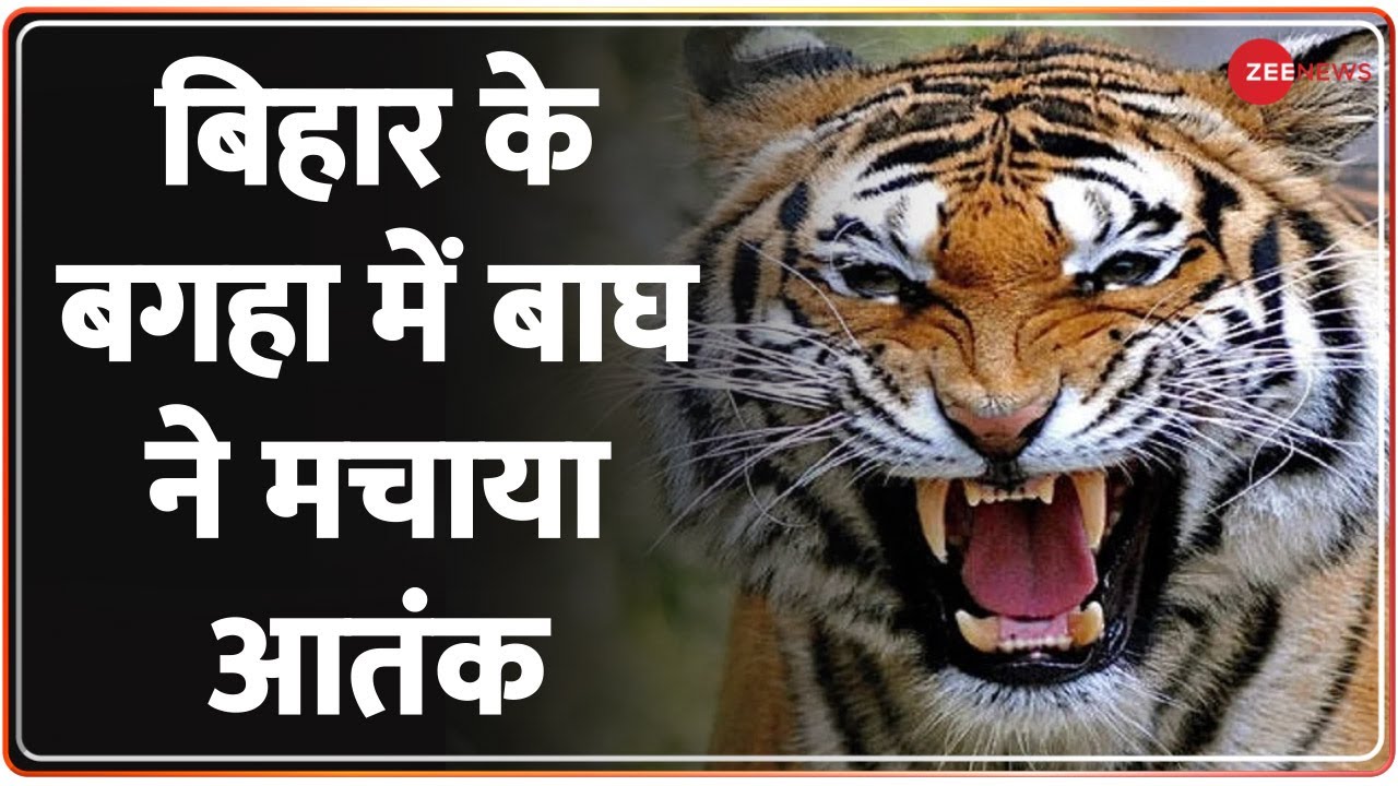 Tiger created panic in Bihar's Bagaha | Watch | बिहार के बगहा में बाघ ...
