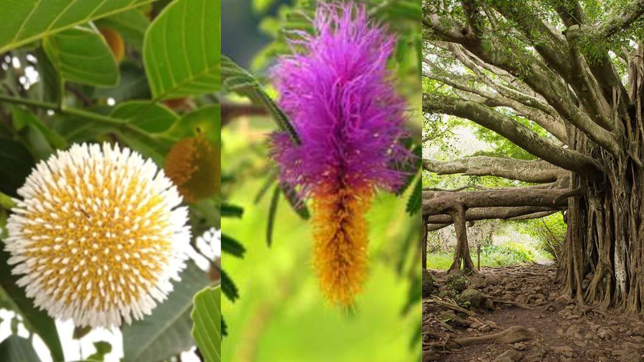 hindu gods relation between tree vaastu fengshui hindu gods and ...