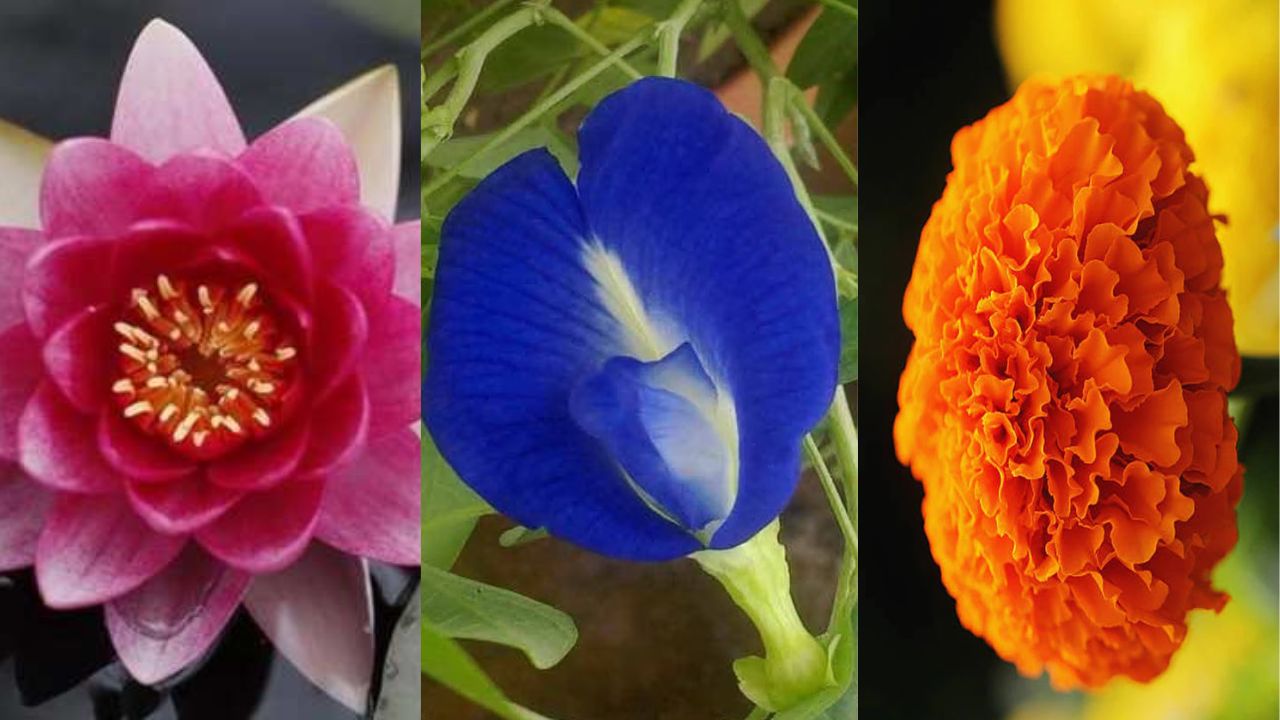 Hindu Gods and Goddesses like these flowers offering them brings money ...