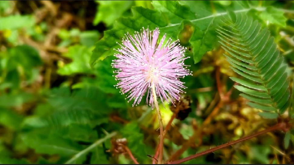 Worship this plant if you want to get the blessings of Lord Shani and ...